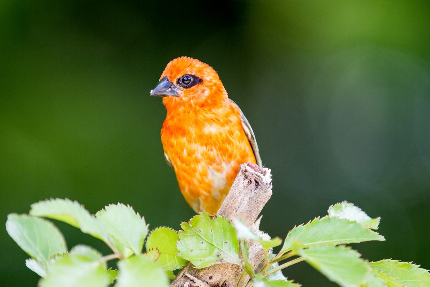 MADAGASCAR FODY – Tom Mueller Photography